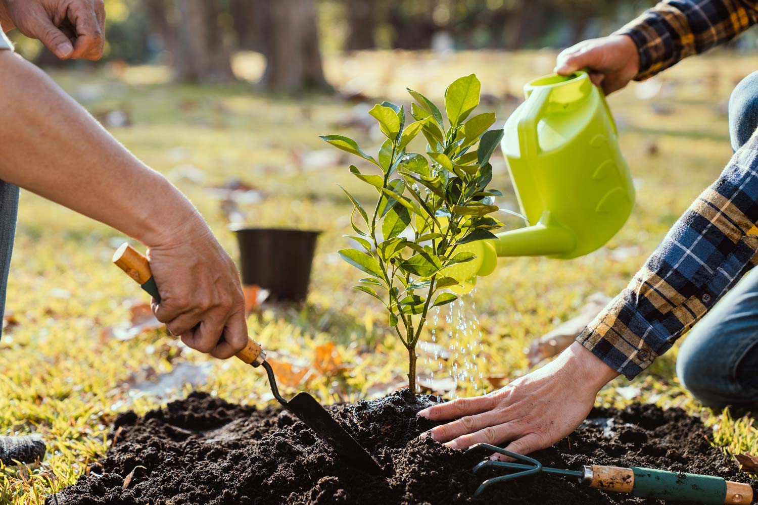 Tips voor het planten en verzorgen van bomen in je tuin - Permides.eu
